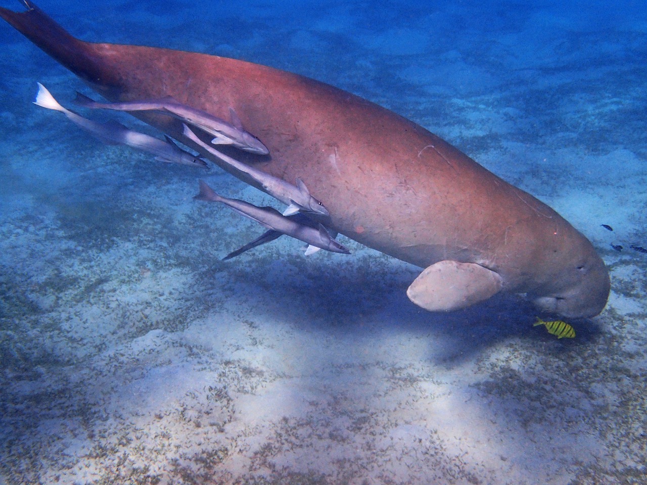 Wildlife Guide to Palau | Boundless Journeys