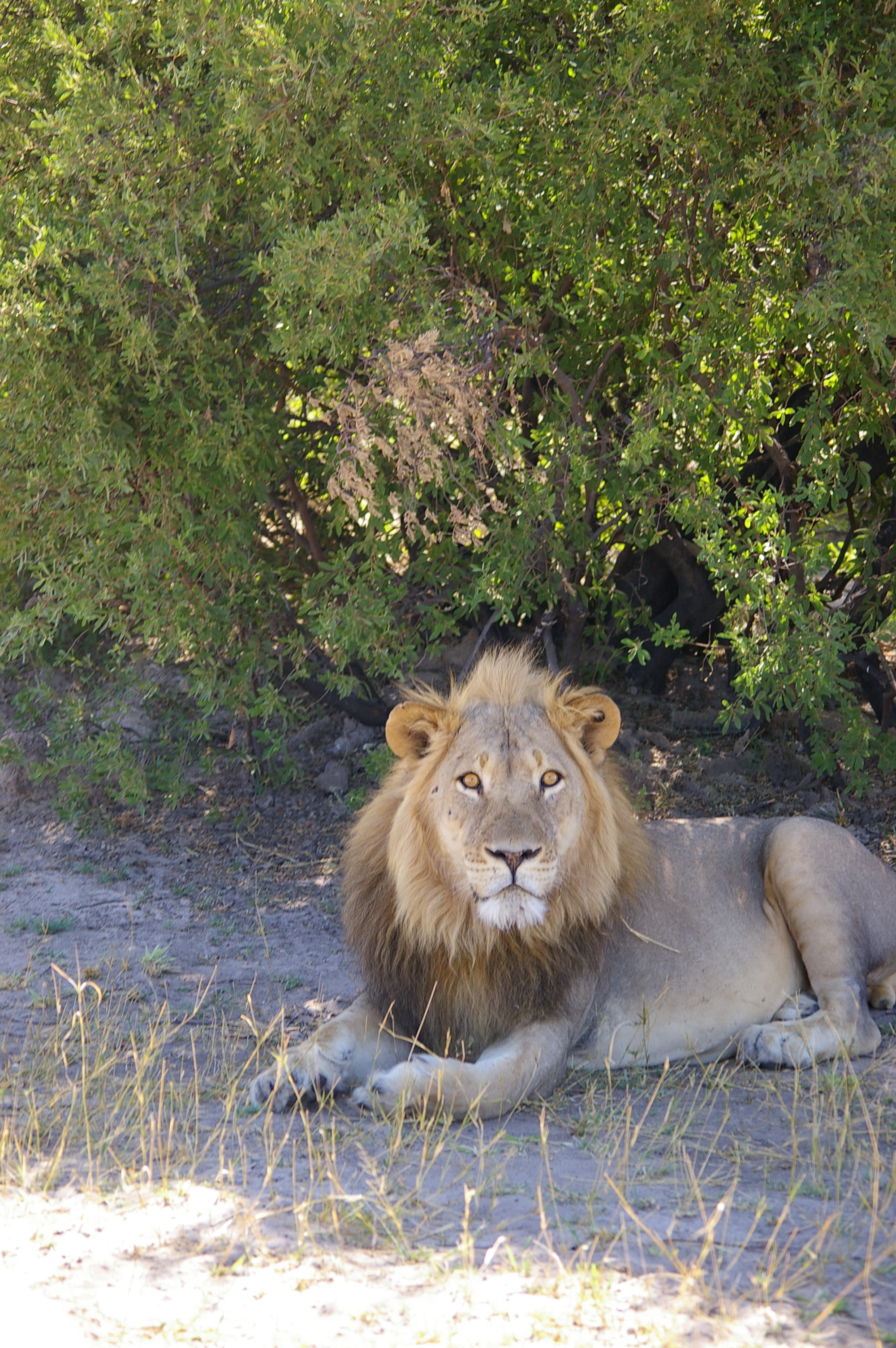 What to expect on a luxury safari | Boundless Journeys