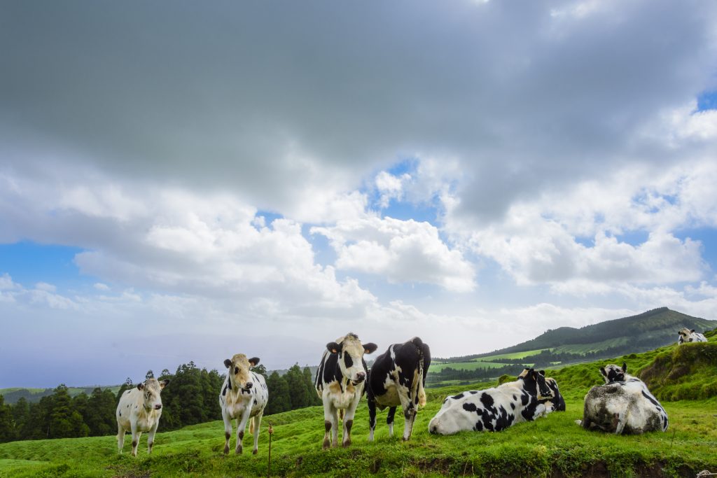 6 Reasons to visit the Azores now | Boundless Journeys