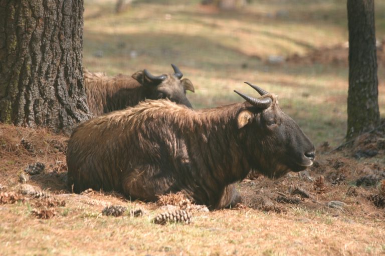 7 unusual animals you've never heard of | Boundless Journeys