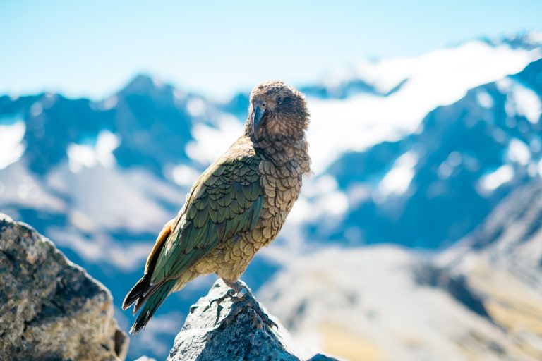 A Nature Lover’s Paradise: New Zealand Wildlife